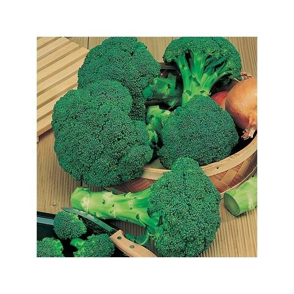 Broccoli - Calabrese Green Sprouting - Premier Seeds Direct