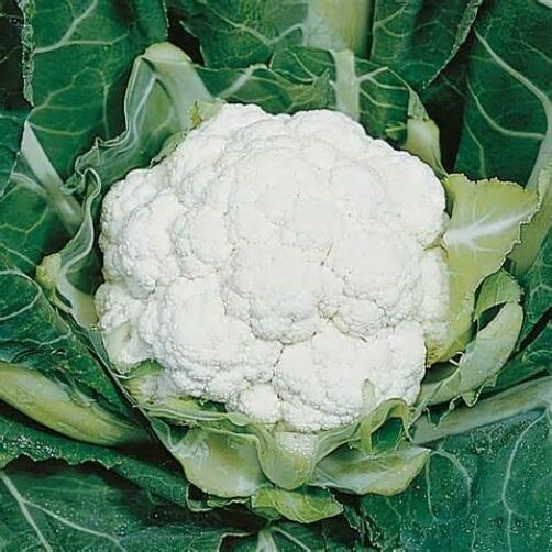 Cauliflower All Year Round - Premier Seeds Direct