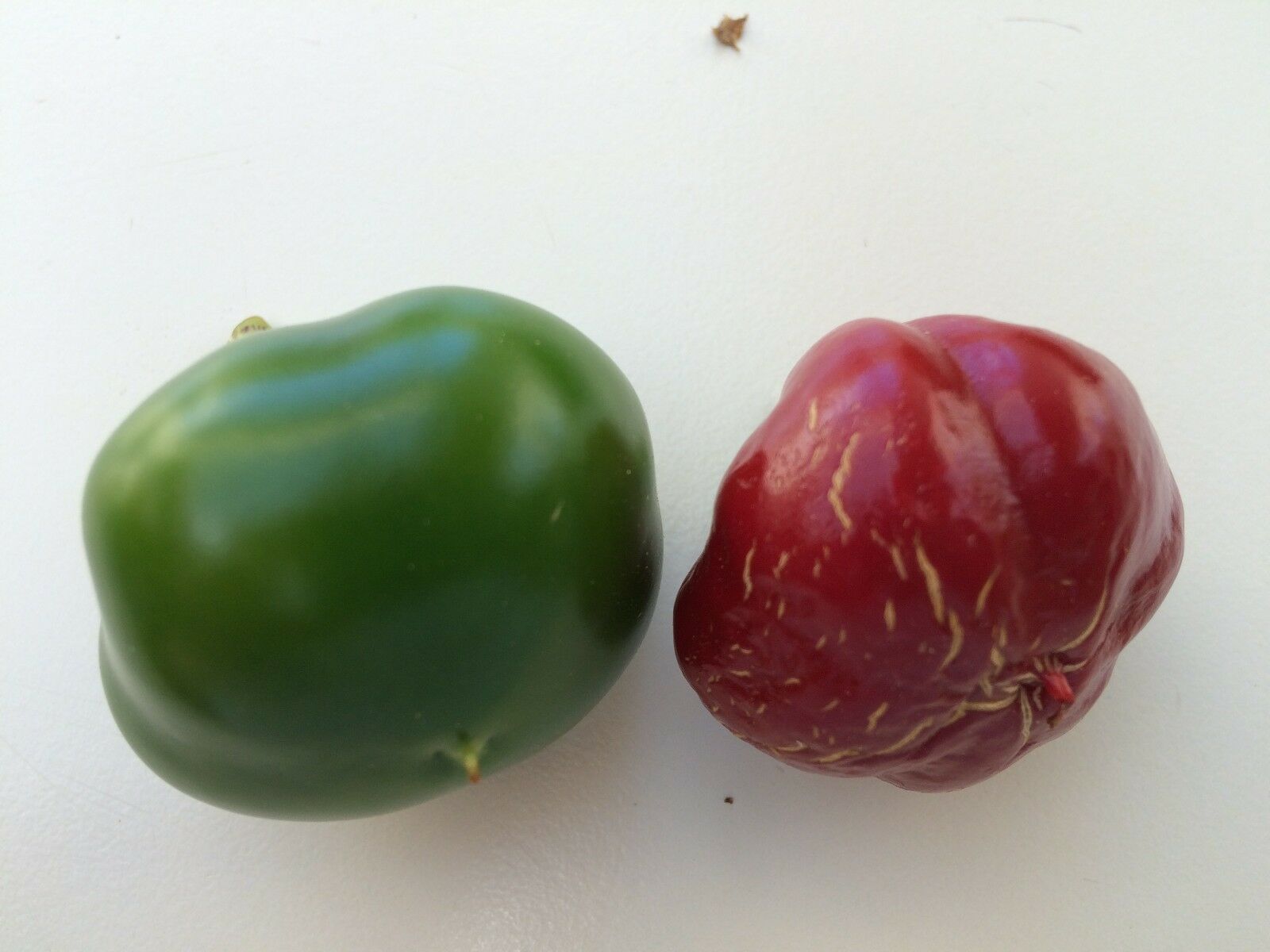 Hot Chilli Pepper - Large Red Cherry - Premier Seeds Direct