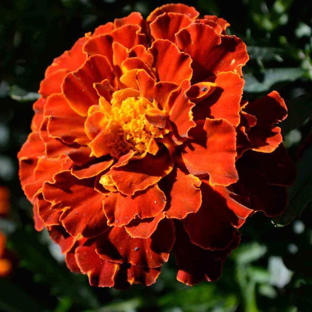 MARIGOLD FRENCH -DOUBLE BROCADE RED / Flowers/ Margold ...