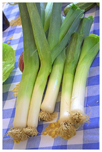 Organic Vegetable Leek Elefant - Premier Seeds Direct
