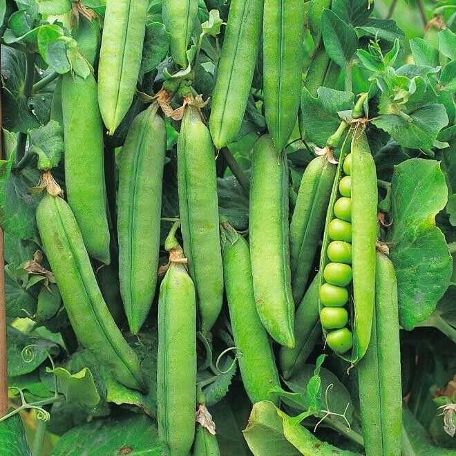 Pea - Onward Early And Main Crop - Premier Seeds Direct