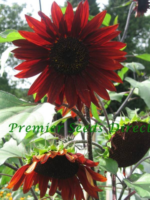 Sunflower Red Sun | Flowers | Premier Seeds Direct ltd