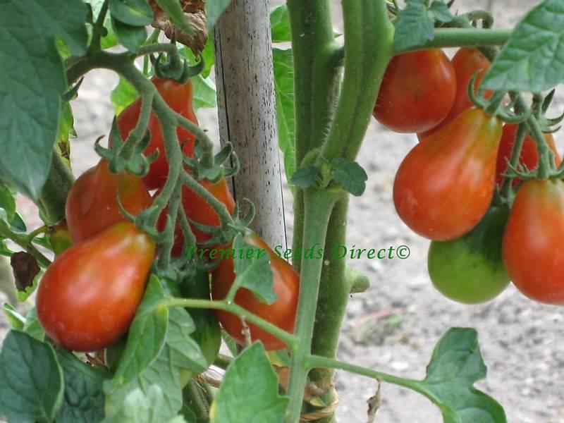 Tomato Red Pear Cherry Bell | Tomato | Premier Seeds Direct ltd