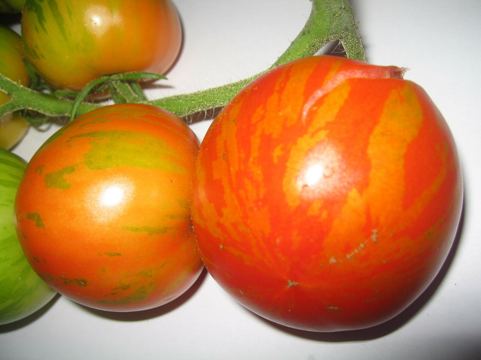 Tomato - Tigerella - Premier Seeds Direct