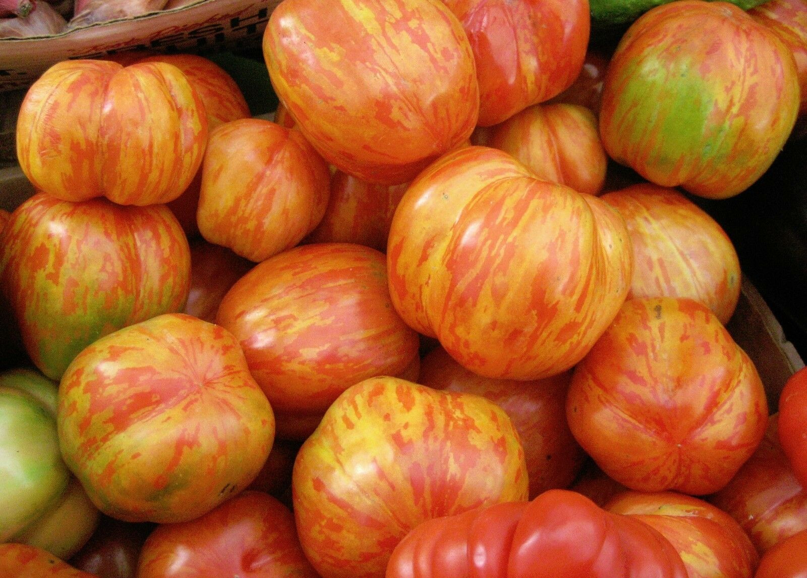 Tomato - Tigerella - Premier Seeds Direct