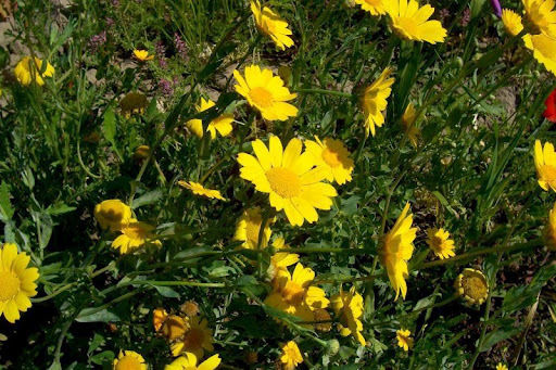 Corn Marigold Glebionis Segetum – Premier Seeds Direct