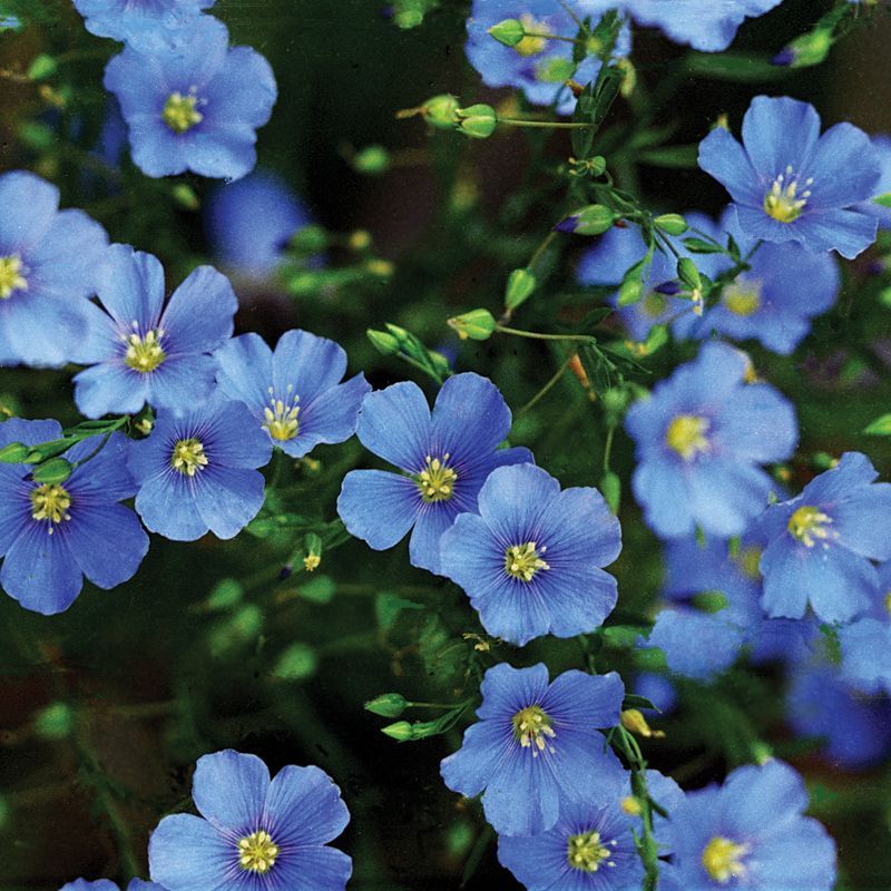 Linum Perenne Blue Flax – Premier Seeds Direct