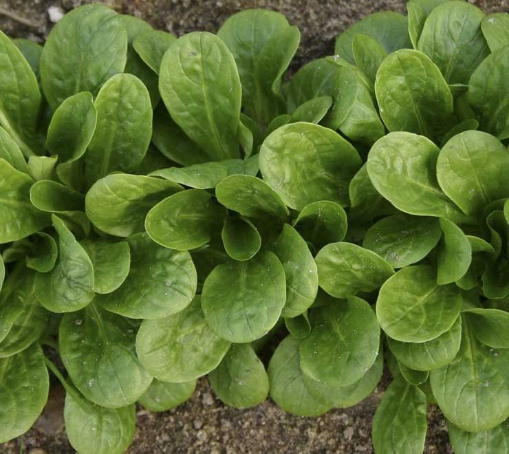 Corn Salad Vit- Lambs Lettuce Organic – Premier Seeds Direct