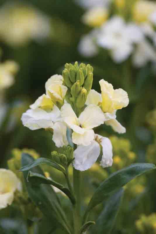 Wallflower English Ivory White – Premier Seeds Direct