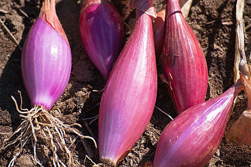Italian Heirloom Long Red Florence Onion | Vegetables | Onion | Premier ...