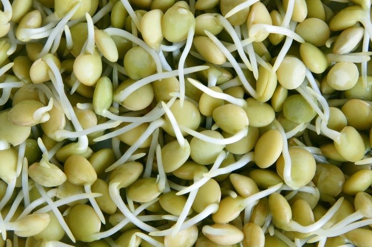 Organic Sprouting Seeds Green Lentil – Premier Seeds Direct