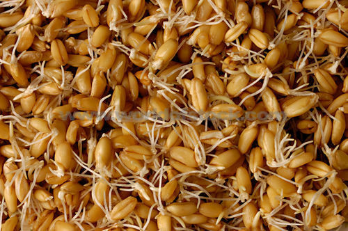 Sprouting Seeds Wheat Organic – Premier Seeds Direct