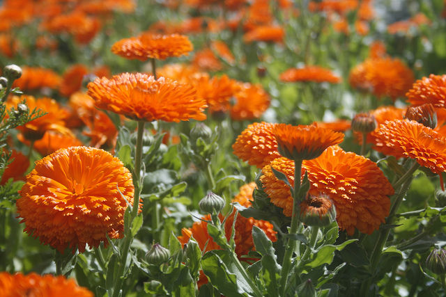 Calendula Orange King – Premier Seeds Direct