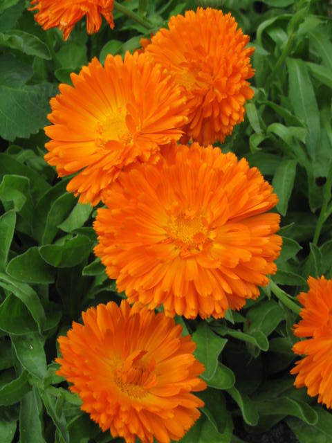 Calendula Orange King | Flowers | Premier Seeds Direct ltd