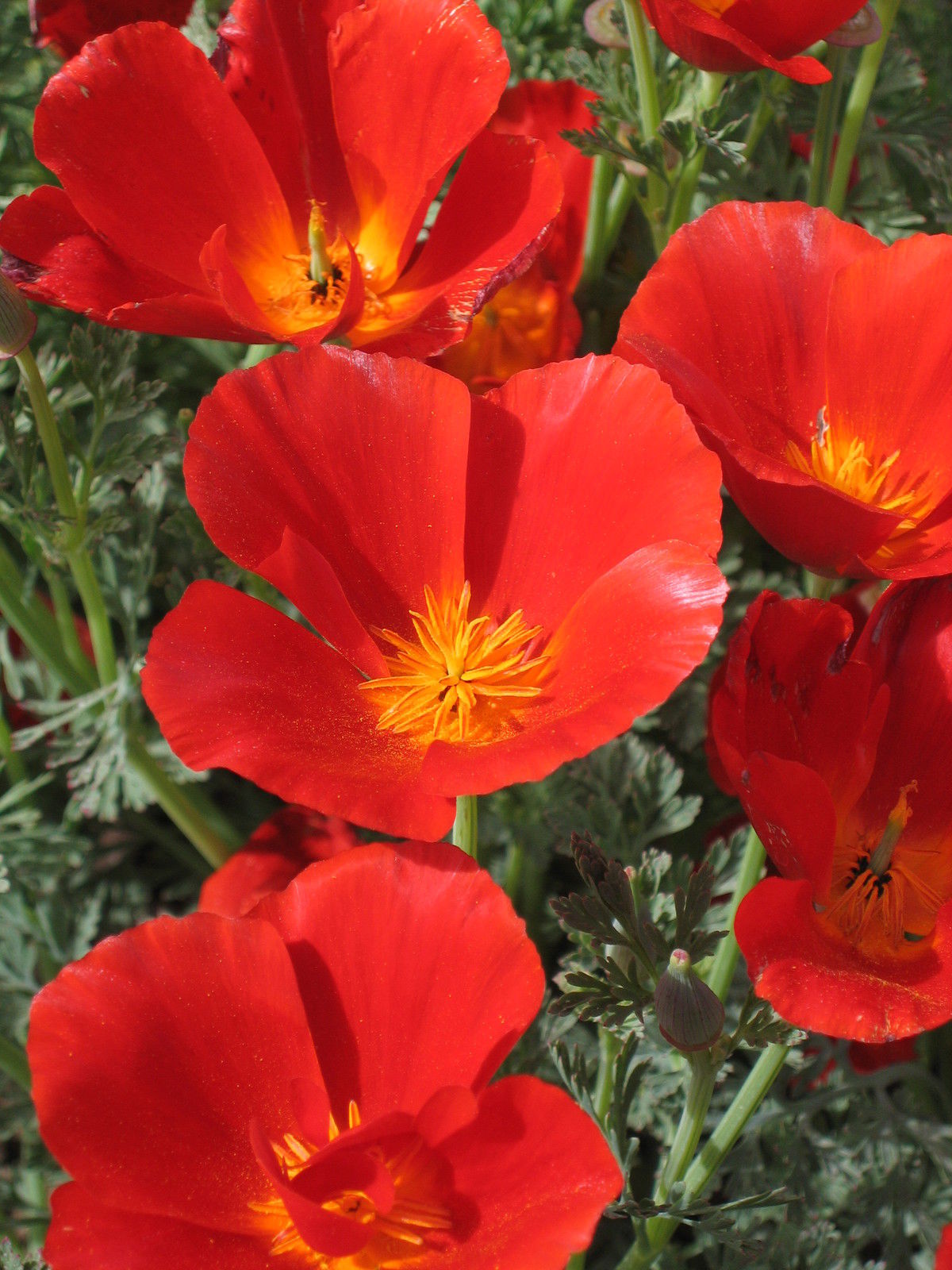 California Poppy Mikado | Flowers | Premier Seeds Direct ltd