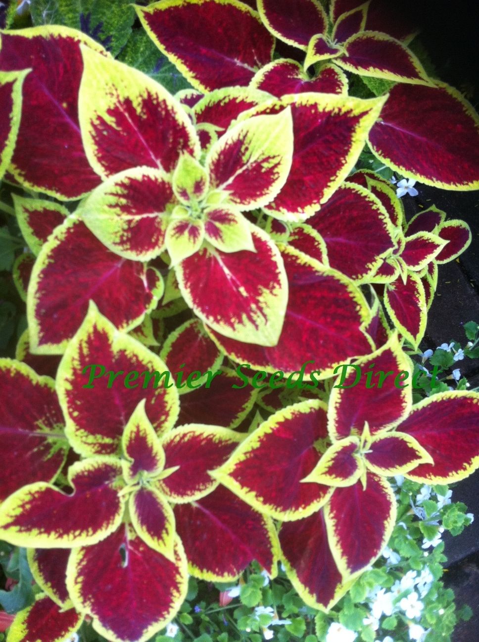 Coleus Wizard Scarlet | Flowers | Premier Seeds Direct ltd