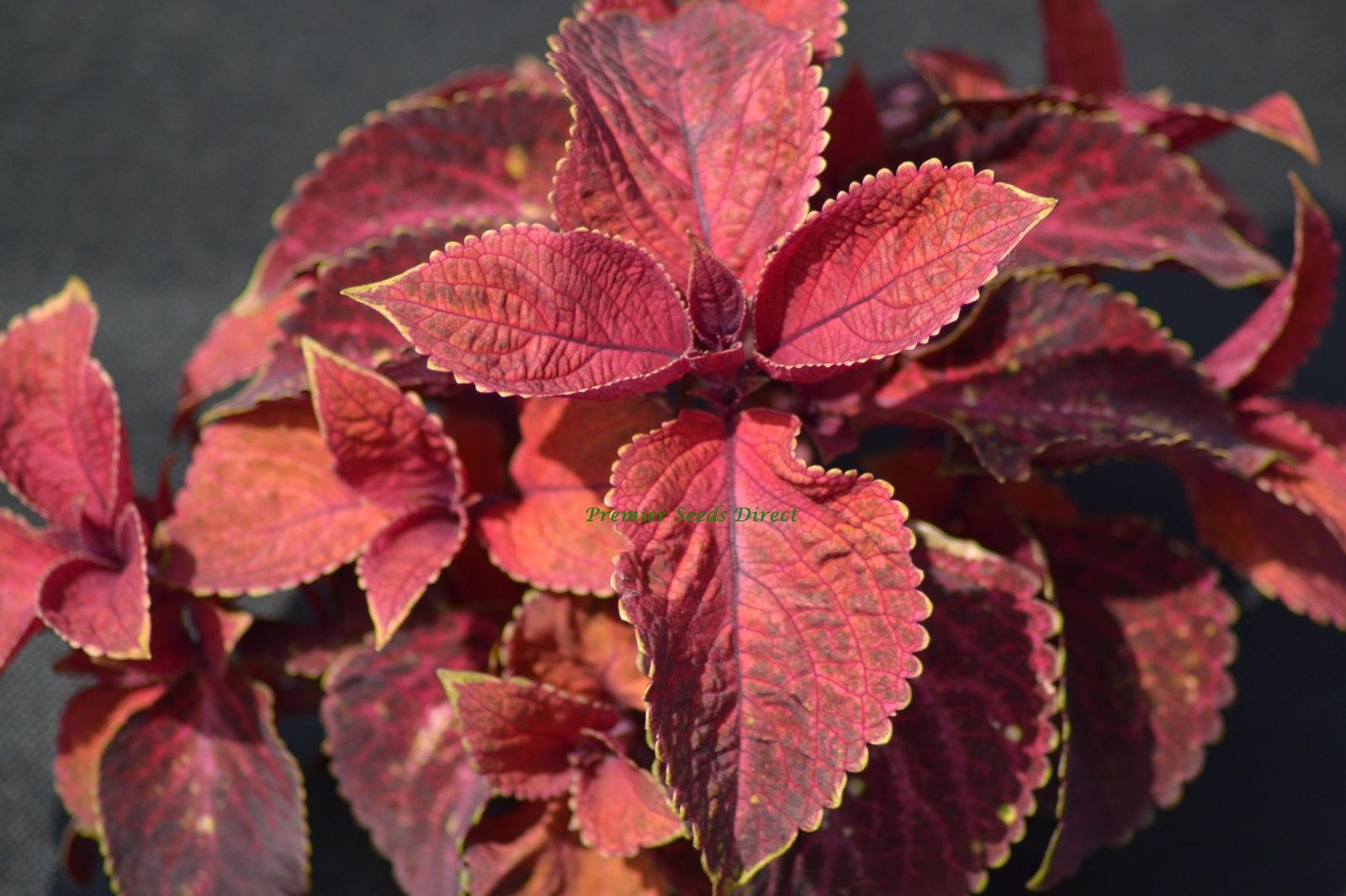 Coleus Wizard Sunset - Premier Seeds Direct