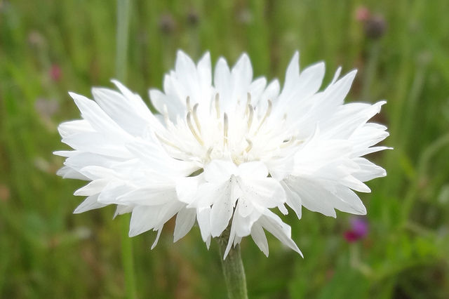 Cornflower Centaurea Cyanus White | Flowers | Premier Seeds Direct ltd