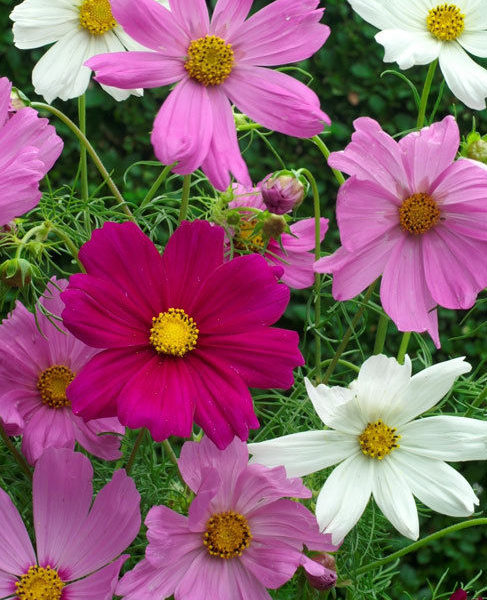 Cosmos Sensation Mix | Flowers | Premier Seeds Direct ltd