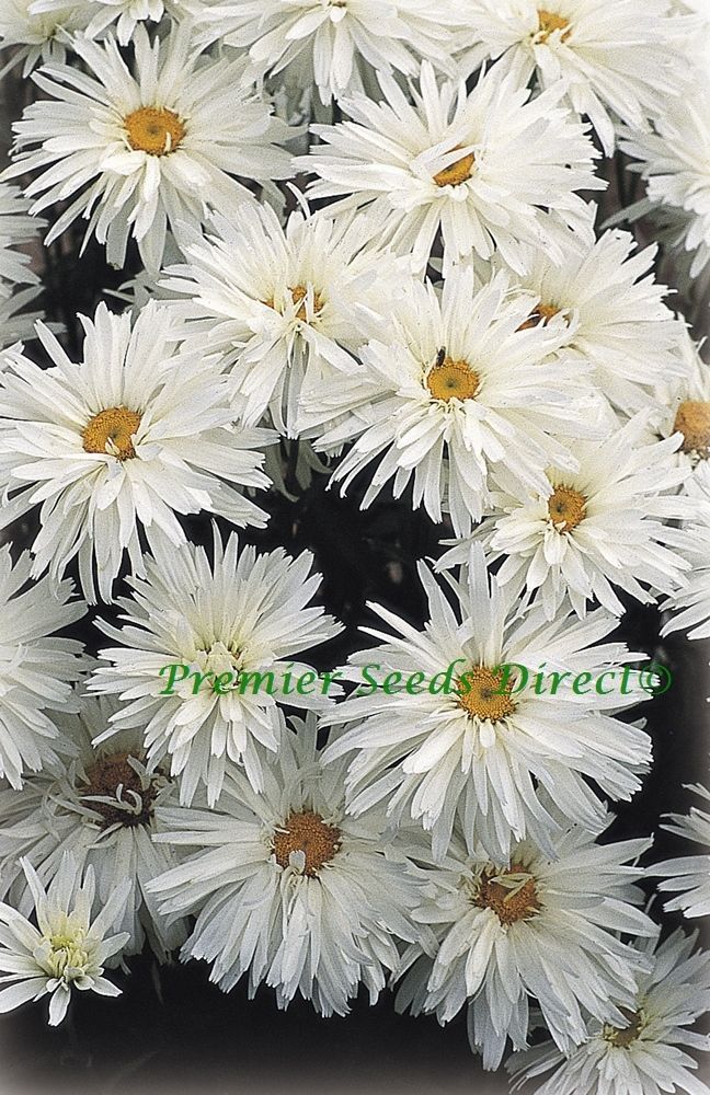 Leucanthemum Crazy Daisy | Flowers | Premier Seeds Direct ltd