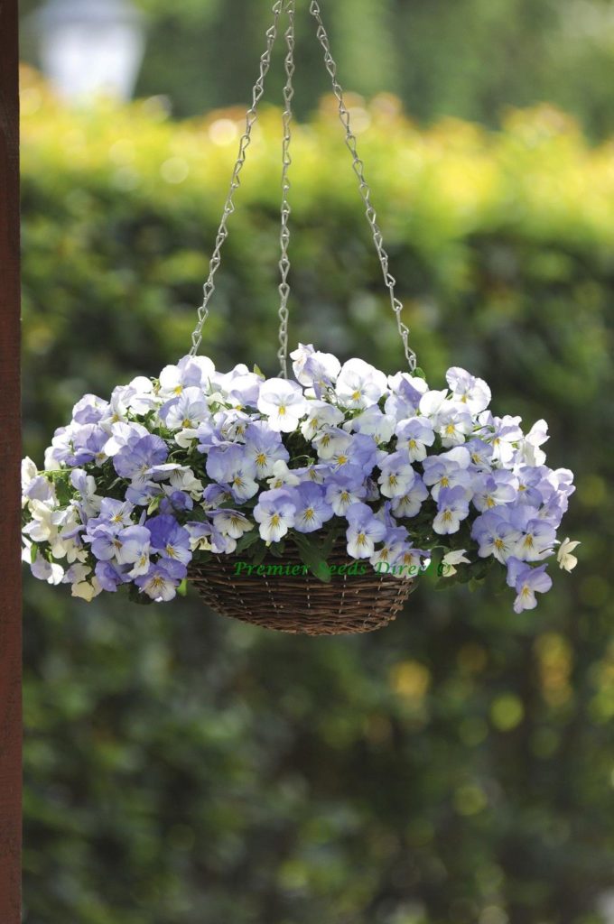 Pansy Trailing Winter Flowering Cool Wave Frost | Flowers | Premier ...
