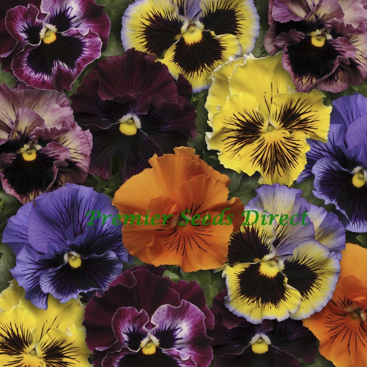 Pansy Winter Flowering Frizzle Sizzle F1 Mixed | Flowers | Premier ...