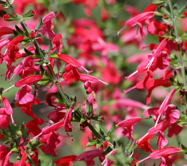 Salvia Scarlet Sage Coccinea | Flowers | Premier Seeds Direct ltd
