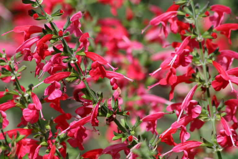 Salvia Scarlet Sage Coccinea | Flowers | Premier Seeds Direct ltd