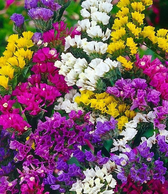 Statice Limonium Sinuatum Pacific Mix | Flowers | Premier Seeds Direct ltd