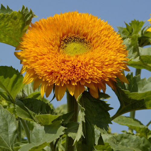 Sunflower Orange Sun Double | Flowers | Premier Seeds Direct ltd