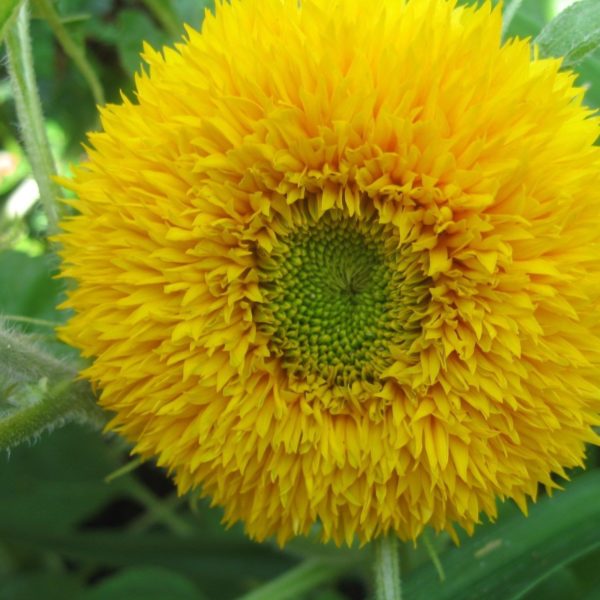 Sunflower Teddy Bear | Flowers | Premier Seeds Direct ltd