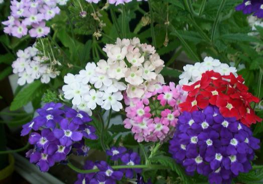 Verbena Hybrida Ideal Florist Mix | Flowers | Premier Seeds Direct ltd