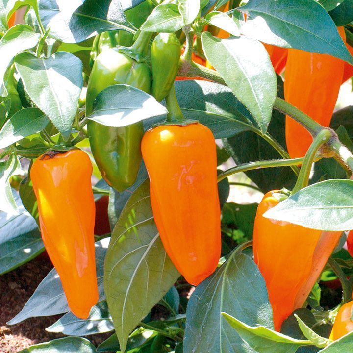 Hot Chili Pepper Varieties