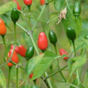 Hot Chilli Pepper Apache F1 – Premier Seeds Direct