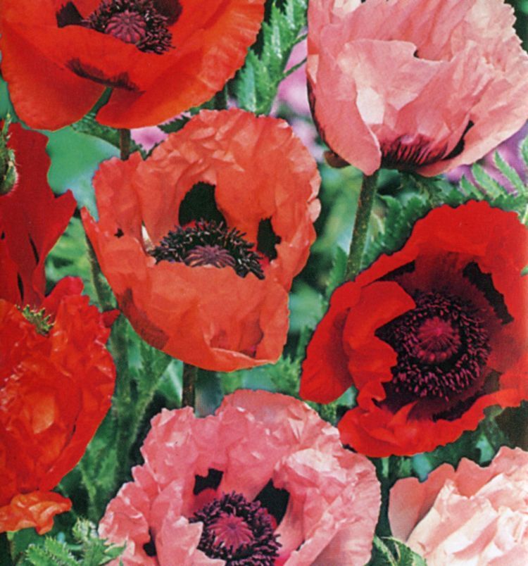 Oriental Perennial Poppy Mixed - Premier Seeds Direct