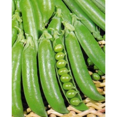 Pea Petite Pois Petit Provencal | Pea | Premier Seeds Direct ltd