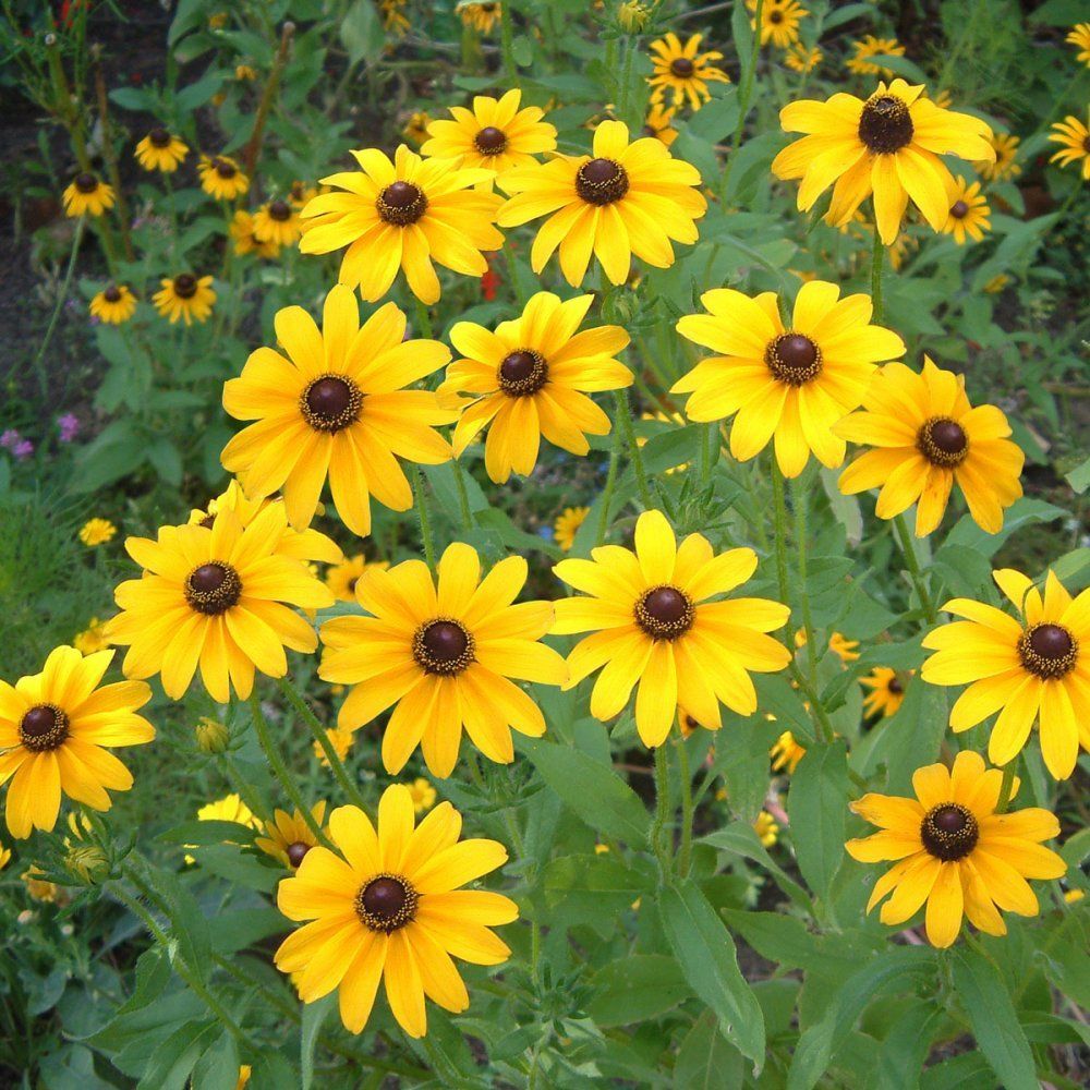 Rudbeckia Hirta Black Eyed Susan Premier Seeds Direct
