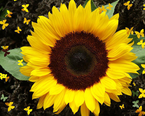 Sunflower Dwarf Sunspot – Premier Seeds Direct