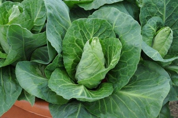 Cabbage Greyhound | Cabbage | Premier Seeds Direct ltd