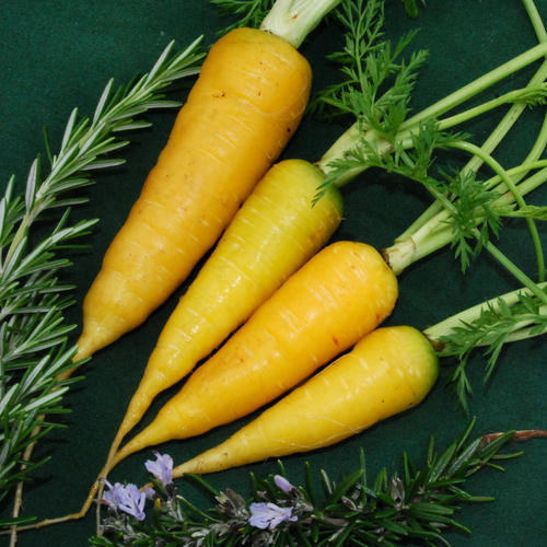 Carrot Solar Yellow | Carrot | Premier Seeds Direct ltd