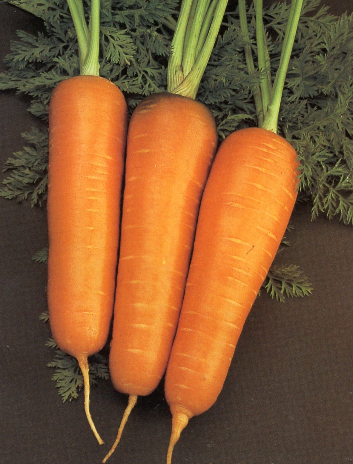Carrot Chantenay Red Core Organic | Organic Carrot | Premier Seeds ...