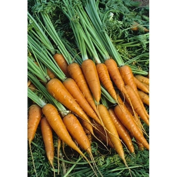 Miniature Carrot Little Finger | Carrot | Premier Seeds Direct ltd