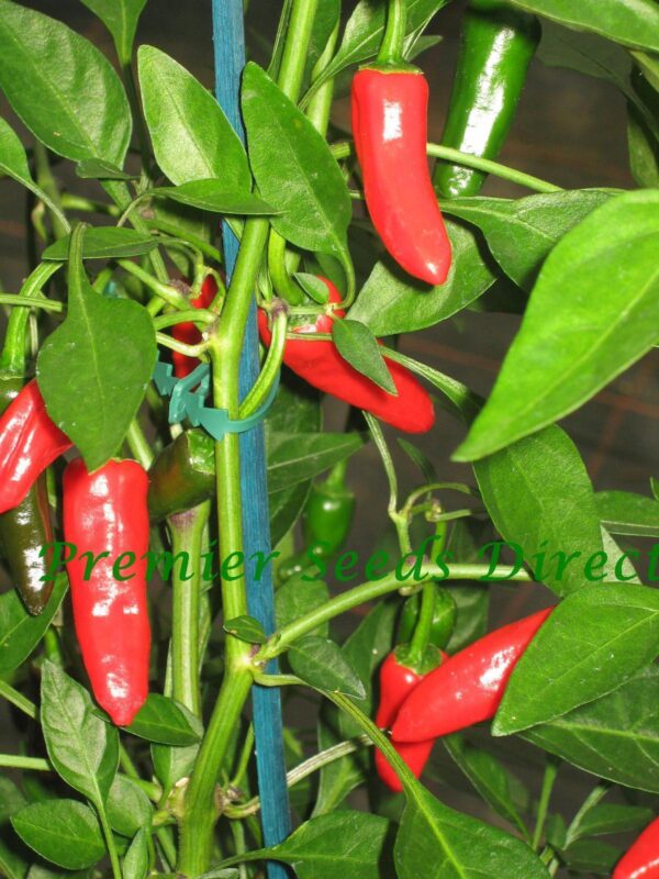 Hot Chilli Pepper Apache F1 | Pepper Hot | Premier Seeds Direct ltd