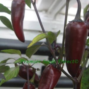 Hot Chilli Pepper Zimbabwe Black | Pepper Hot | Premier Seeds Direct ltd