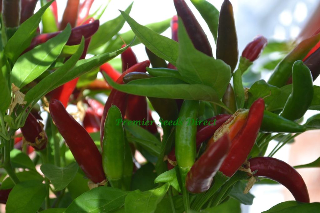 Hot Chilli Pepper Takanotsume | Pepper Hot | Premier Seeds Direct ltd