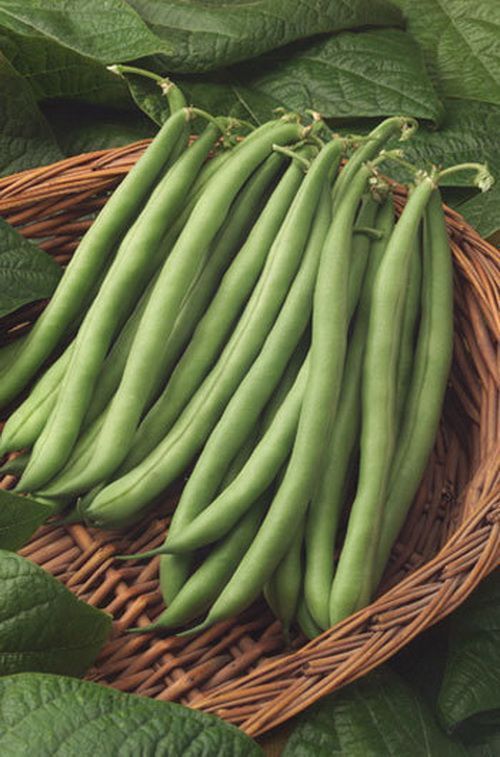 Climbing French Bean Blue Lake – Premier Seeds Direct