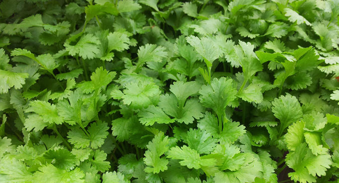 Herb Coriander – Premier Seeds Direct