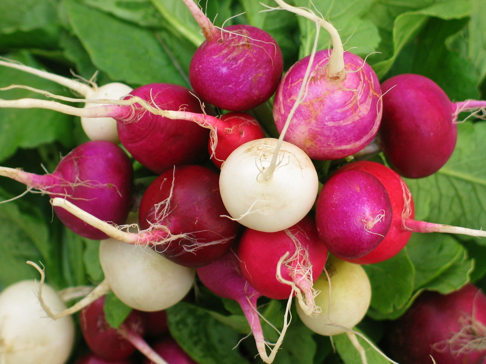 Radish Mixed Coloured Easter Egg – Premier Seeds Direct
