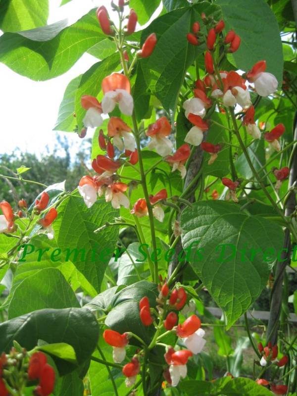 Runner Bean Painted Lady | Bean | Premier Seeds Direct ltd